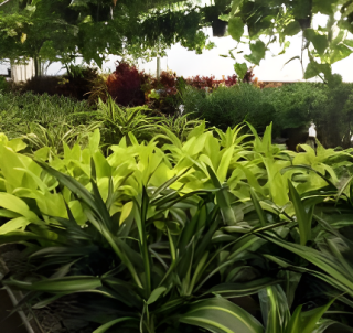 Home - Tropical Foliage Plants, Inc.