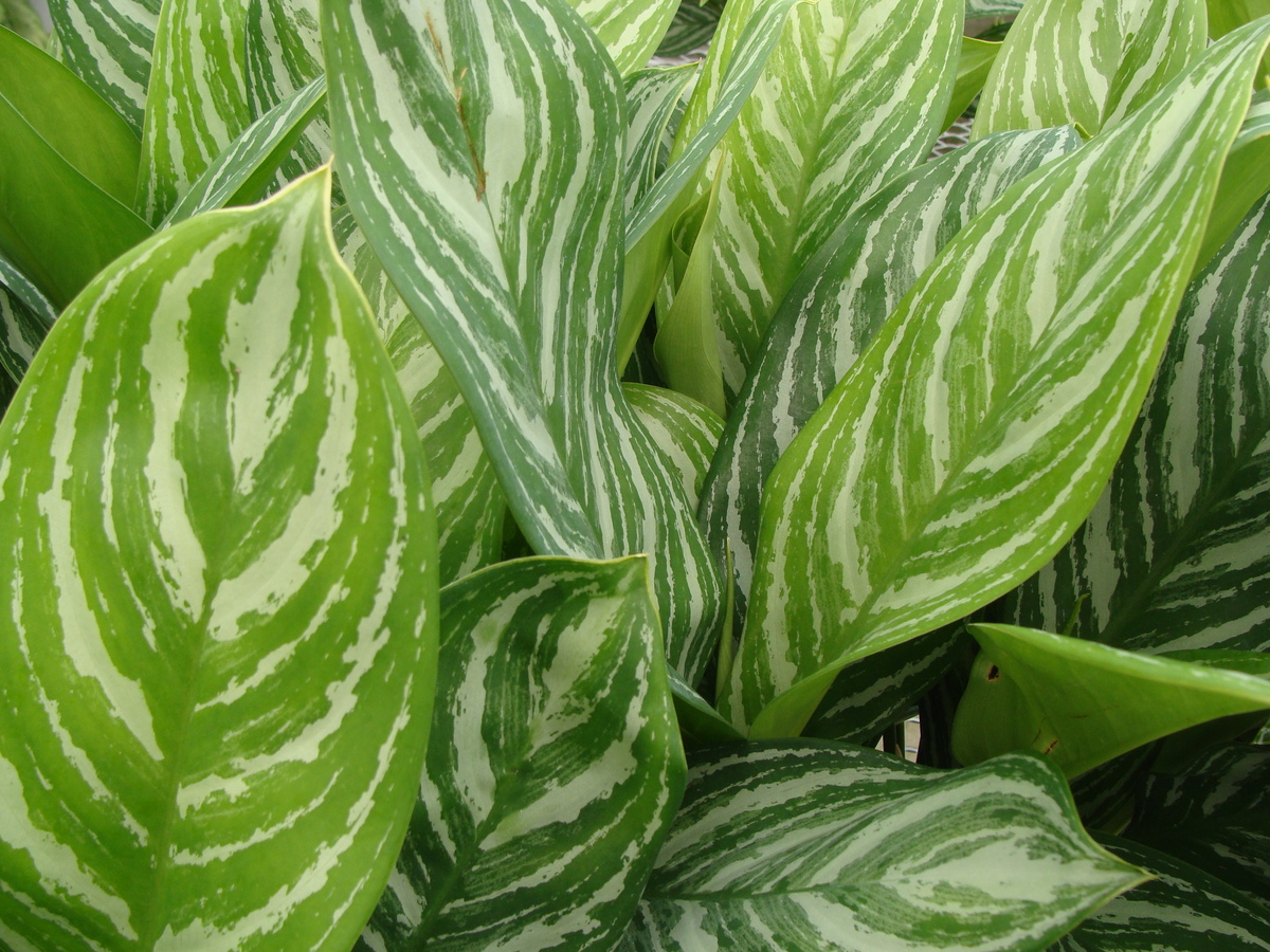 Plant List - Aglonema (Chinese Evergreen) | Tropical Foliage Plants, Inc.
