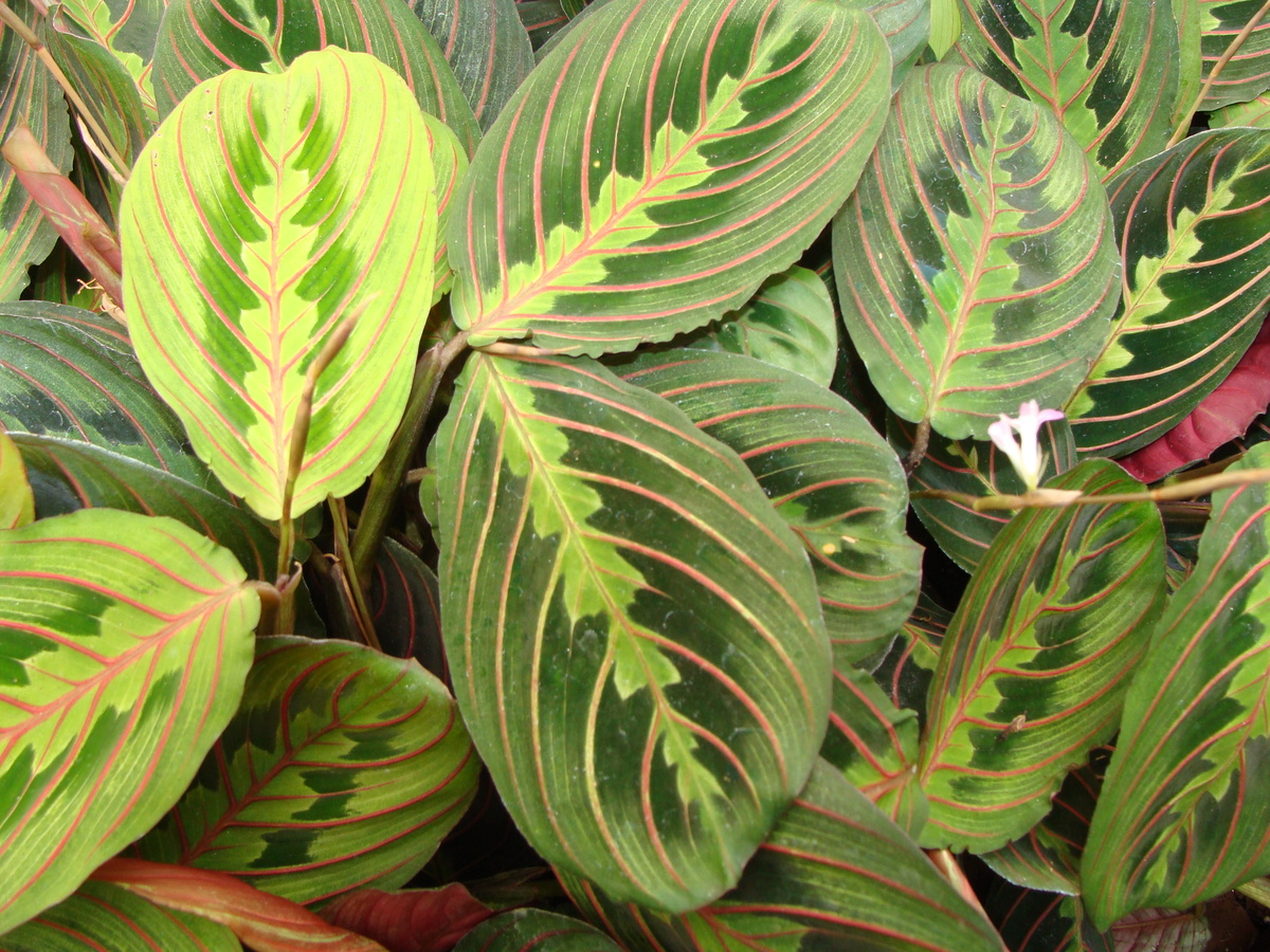 Plant List - Calathea | Tropical Foliage Plants, Inc.
