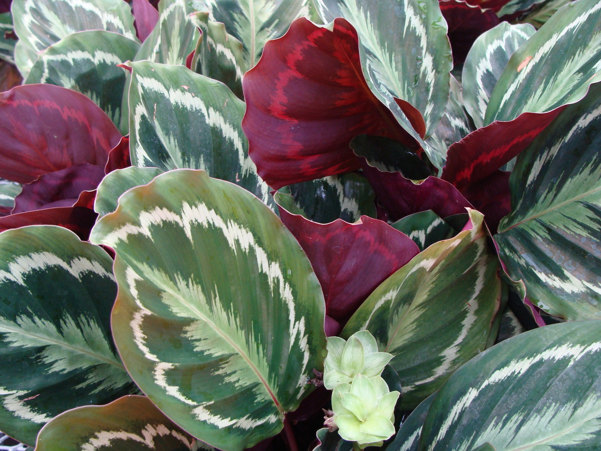 Plant List - Calathea | Tropical Foliage Plants, Inc.