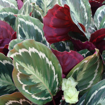Plant List | Tropical Foliage Plants, Inc.