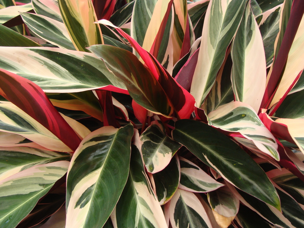 Plant List - Calathea | Tropical Foliage Plants, Inc.