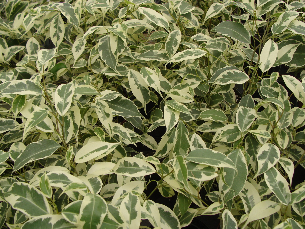 Plant List - Ficus | Tropical Foliage Plants, Inc.