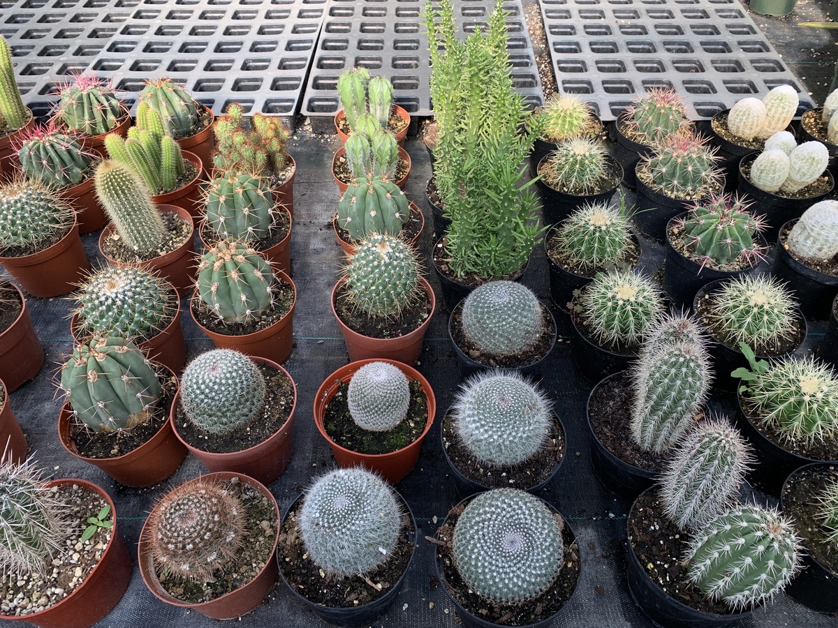 Plant List - Cactus | Tropical Foliage Plants, Inc.