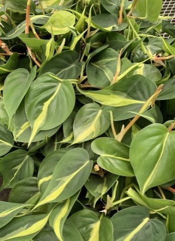 Plant List - Philodendron | Tropical Foliage Plants, Inc.