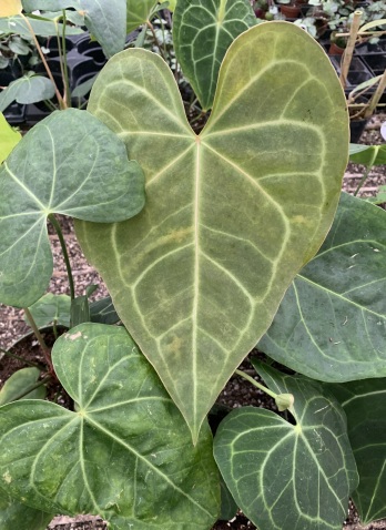 Plant List - Aroid Plants | Tropical Foliage Plants, Inc.