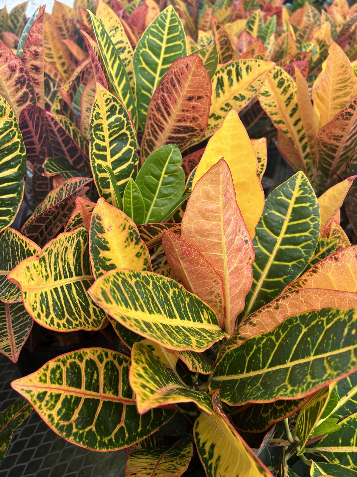 Plant List - Croton Petra | Tropical Foliage Plants, Inc.