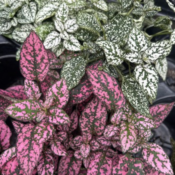 Plant List | Tropical Foliage Plants, Inc.
