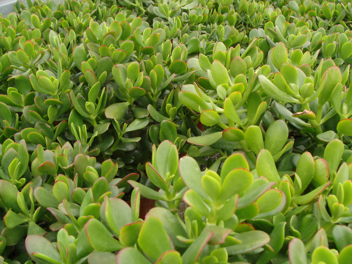 Plant List - Jade Crassula | Tropical Foliage Plants, Inc.