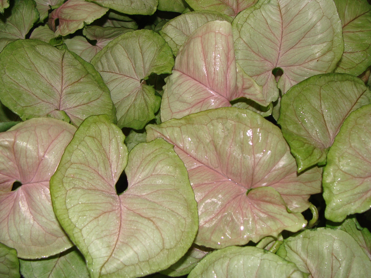 Plant List - Nephthytis (Syngonium) | Tropical Foliage Plants, Inc.