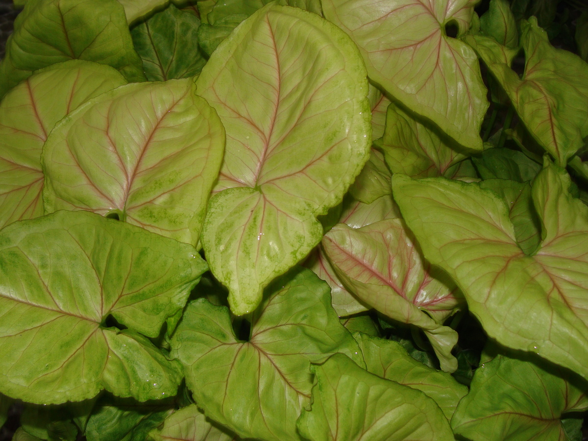 Plant List - Nephthytis (Syngonium) | Tropical Foliage Plants, Inc.