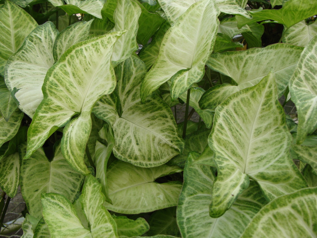 Plant List - Nephthytis (Syngonium) | Tropical Foliage Plants, Inc.