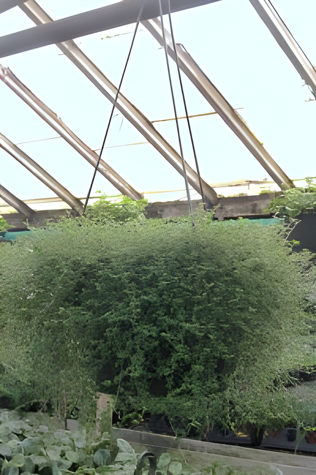 Products - Foliage - Hanging Baskets | Tropical Foliage Plants, Inc.